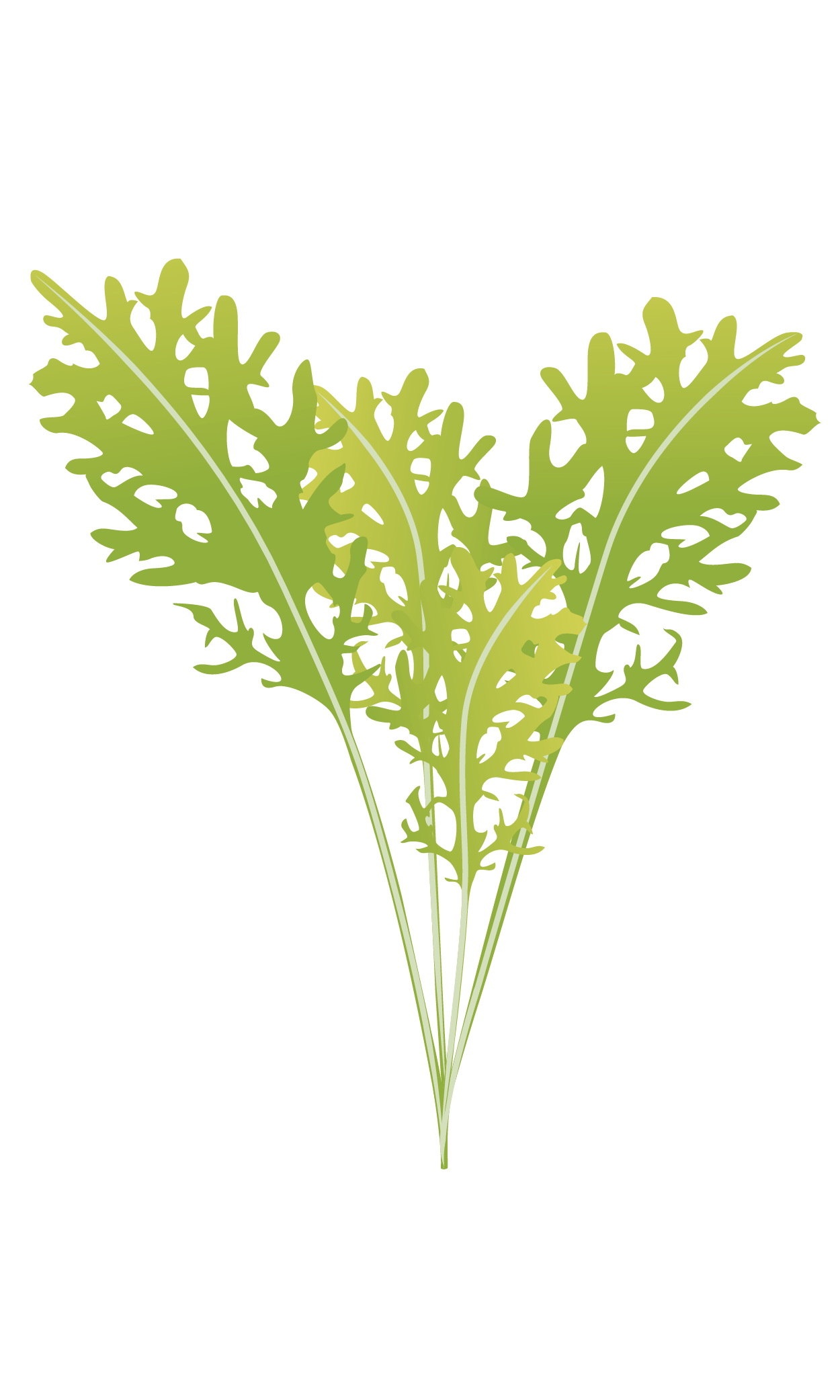 Златна къдрава Горчица Golden Frill Mustard Organic | Trendo.bg